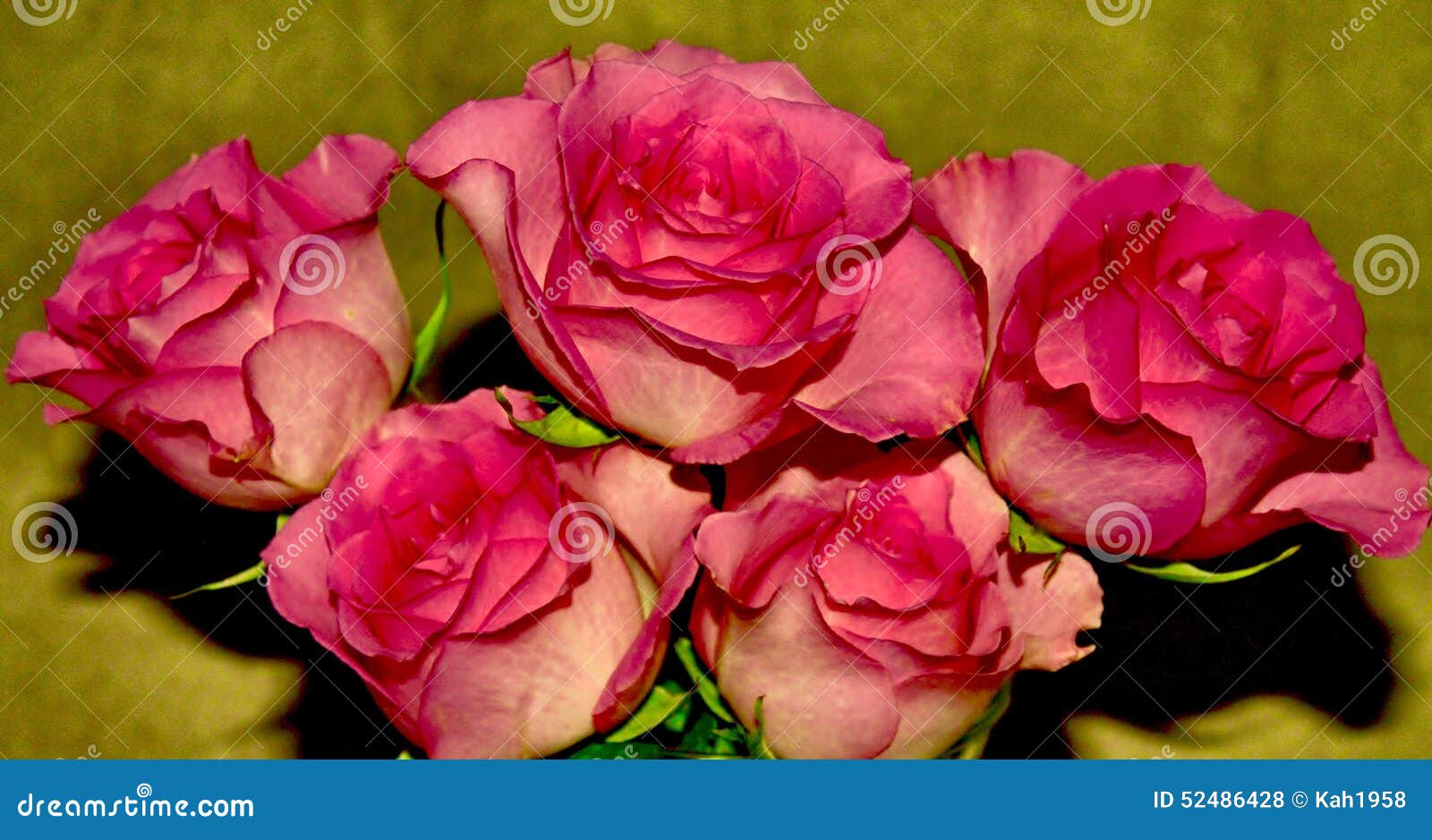 Five Roses Isolated From Different Angles On A White Background Vector ...