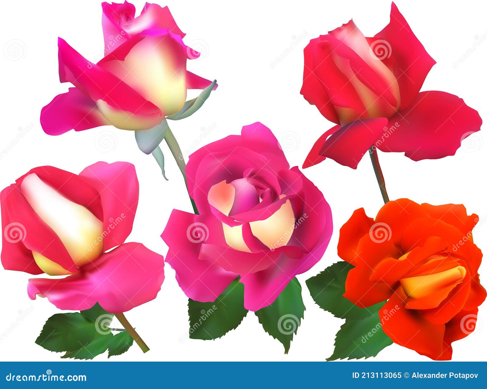 Five Roses Red Blooms Isolated on White Stock Vector - Illustration of ...