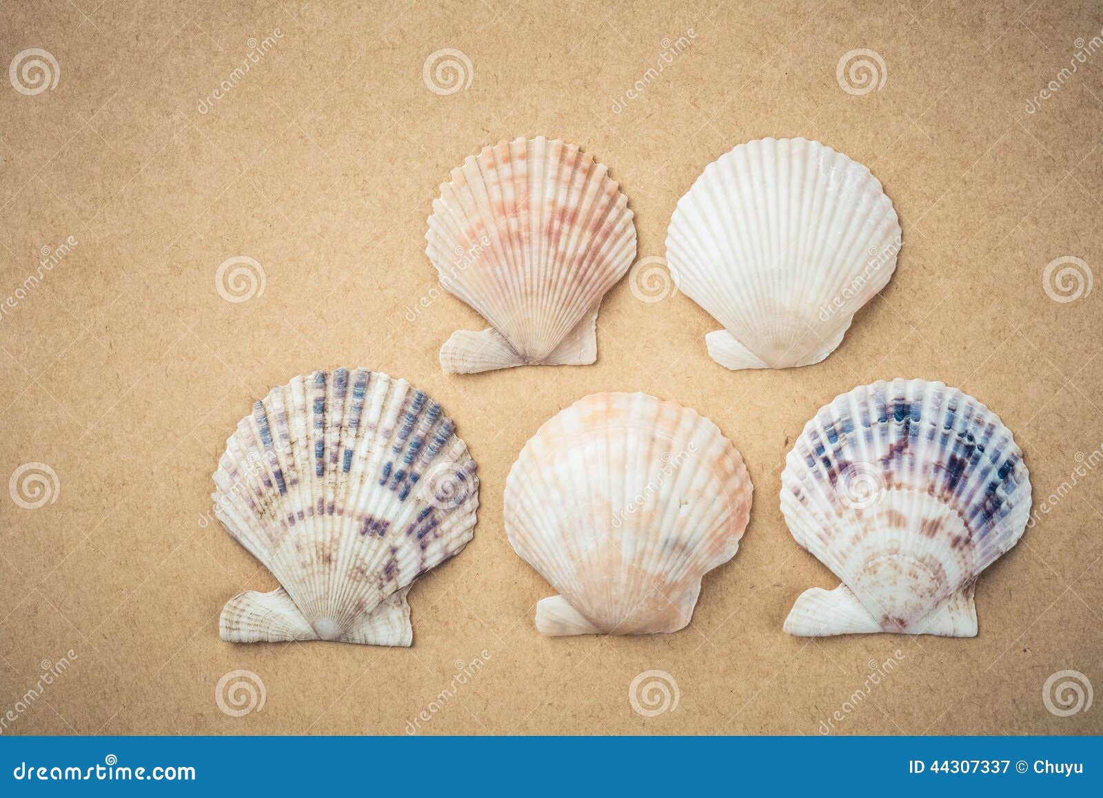 Five scallop shells stock image. Image of material, seafood - 44307337