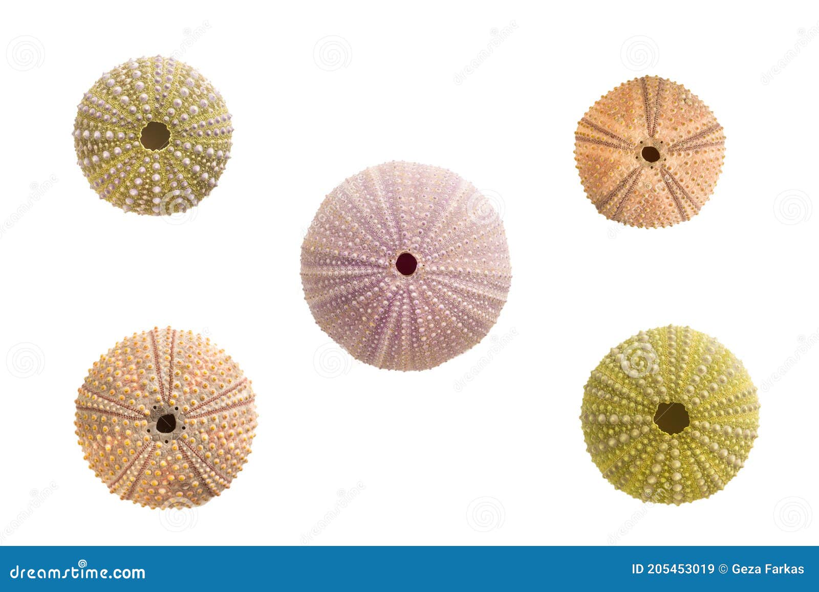 Five Sea Urchins Shells on White Background Stock Image - Image of ...