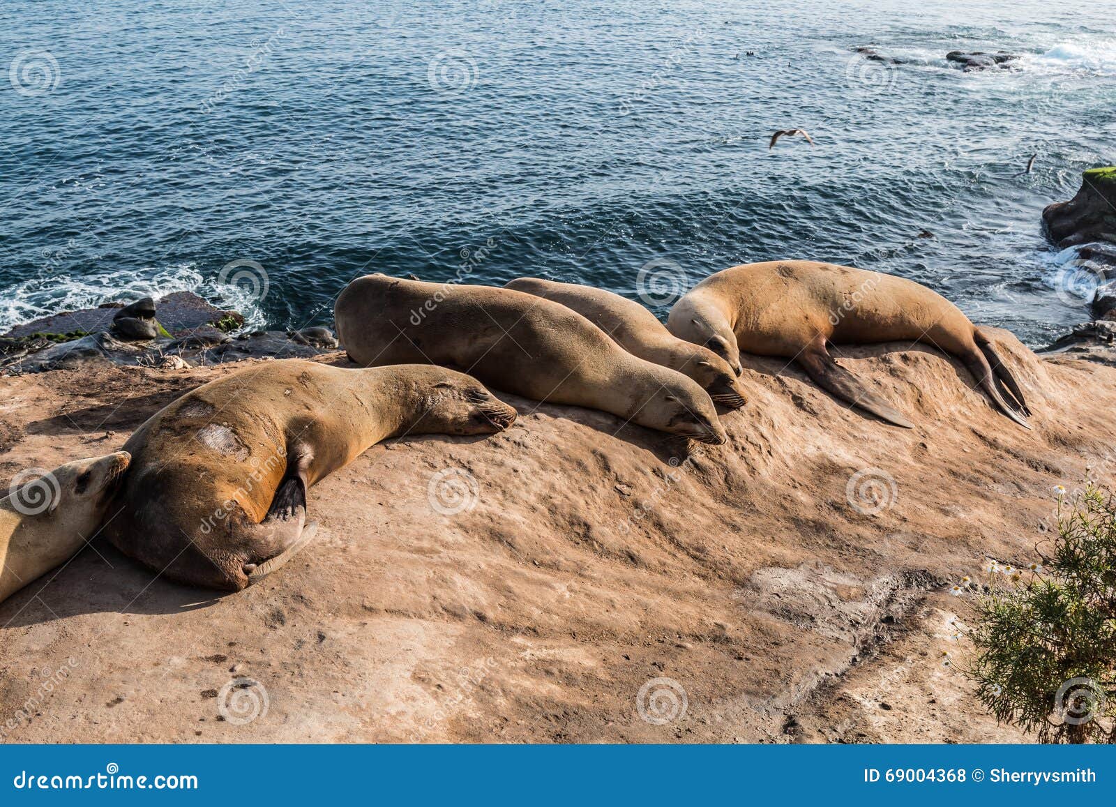 Five Seals Stock Photos - Free & Royalty-Free Stock Photos from Dreamstime