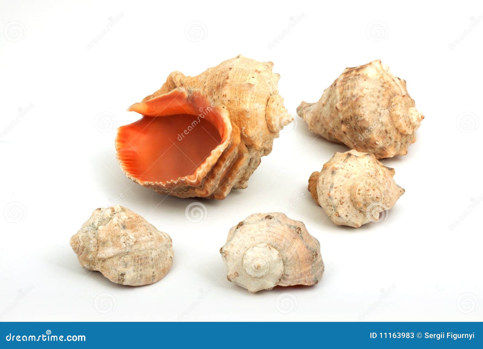 Five seashells stock image. Image of colored, prepared - 11163983