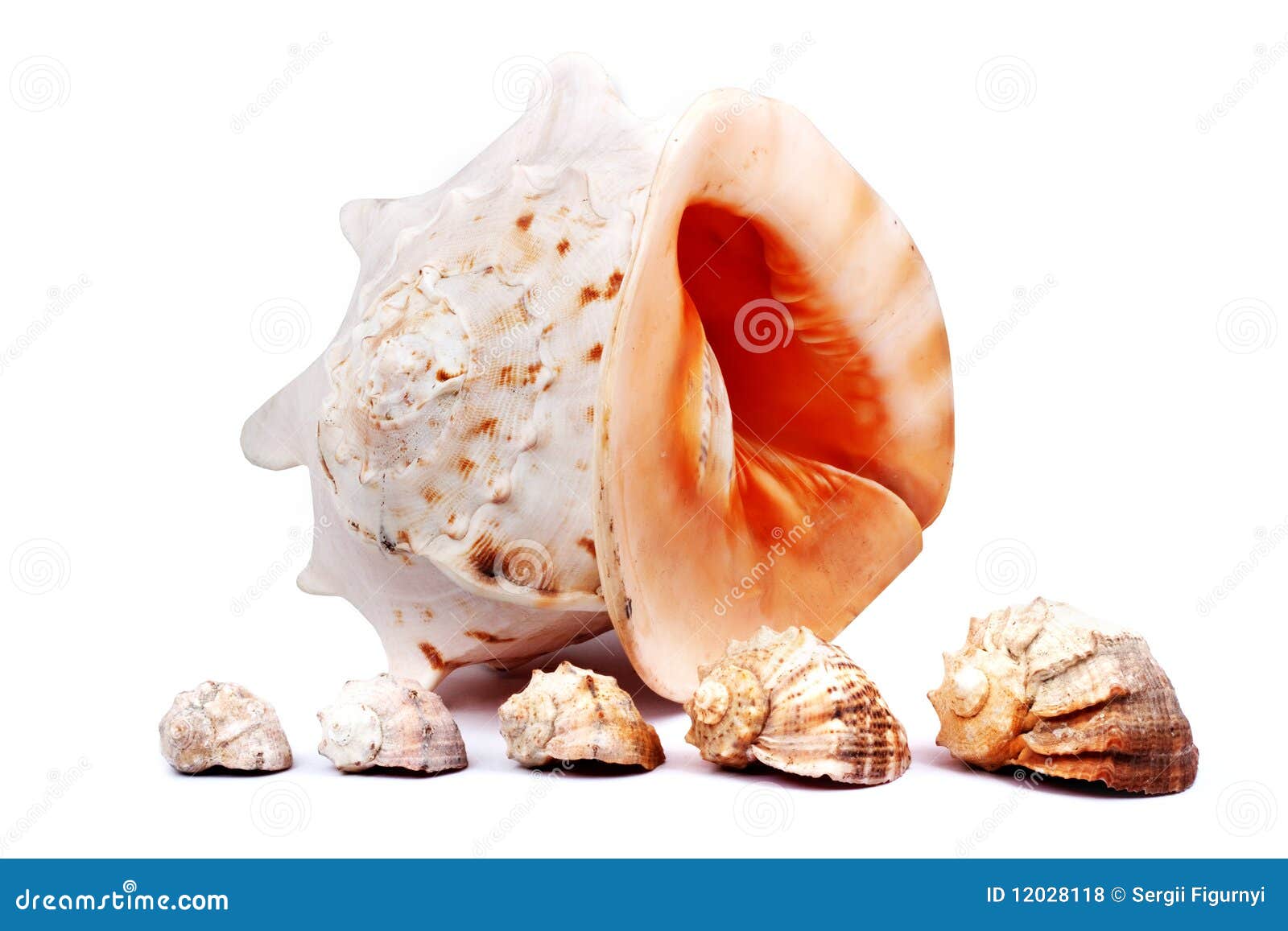Five seashells stock photo. Image of shell, large, invertebrate - 12028118