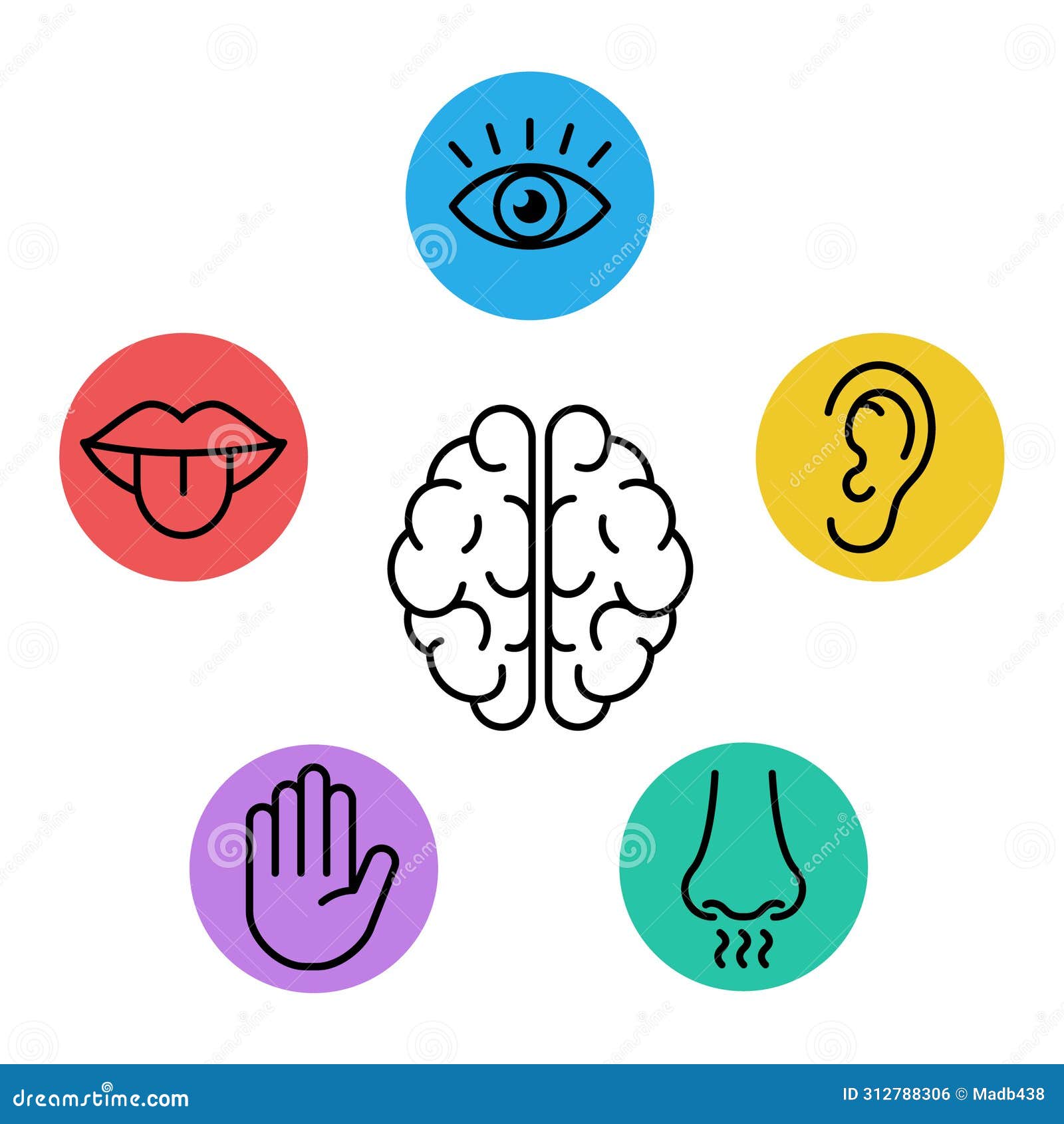 Five Senses and Brain Icons Design in Linear Style. Stock Vector ...