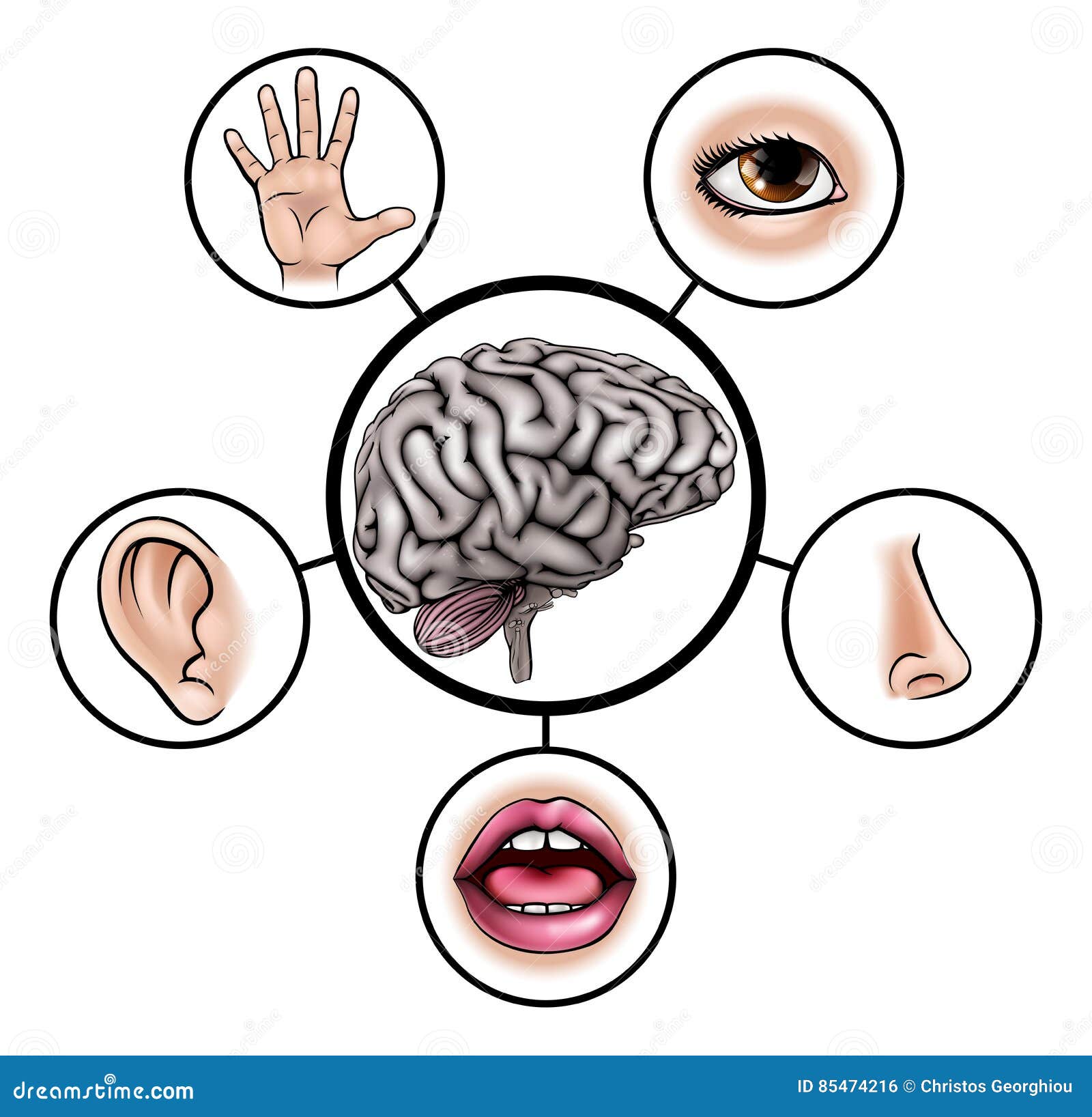 Five Senses Brain stock vector. Illustration of five - 85474216