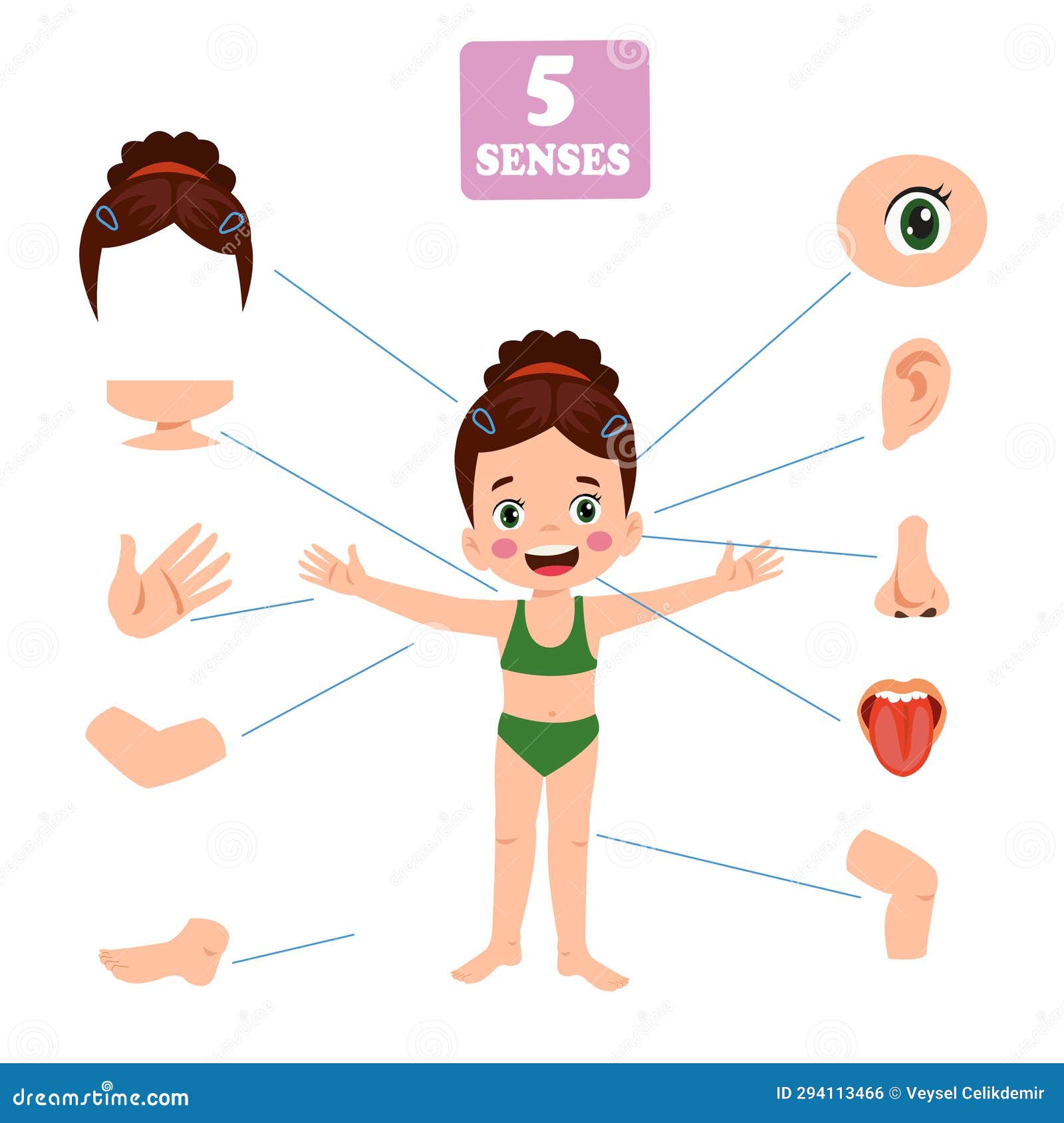 Five Senses Concept with Human Organs Stock Vector - Illustration of ...