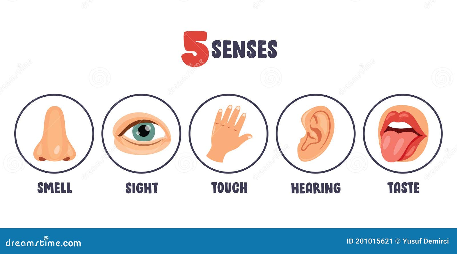 Five Senses Concept with Human Organs Stock Vector - Illustration of ... Five Senses Concept with Human Organs Stock Vector - Illustration of ...