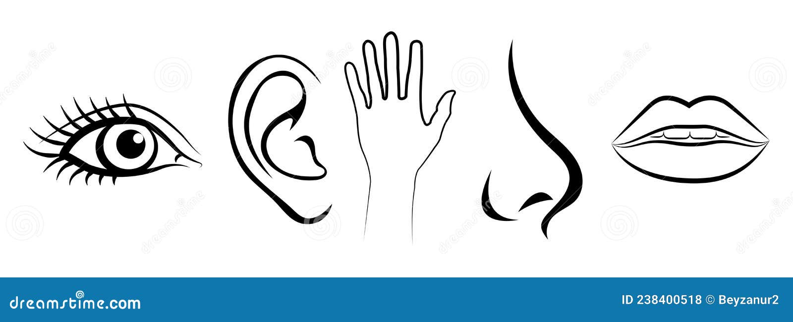Five Senses Of Human Nervous System Stock Vector Illustration Of