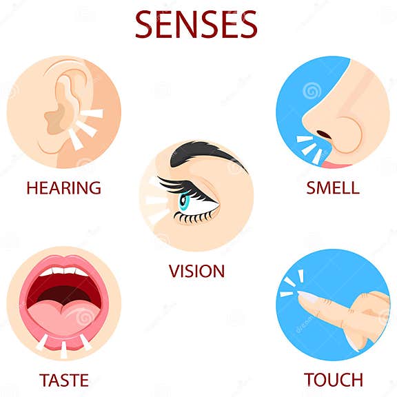 Five Senses of Human Perception Stock Vector - Illustration of ...
