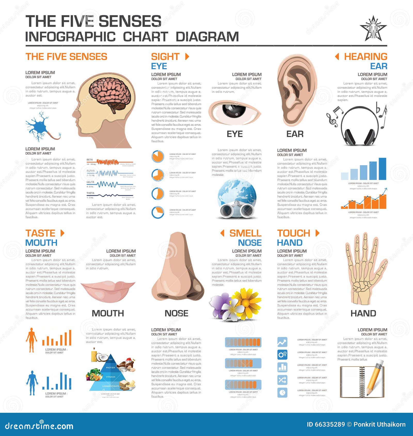 The Five Senses Infographic Chart Diagram Stock Vector - Illustration ...