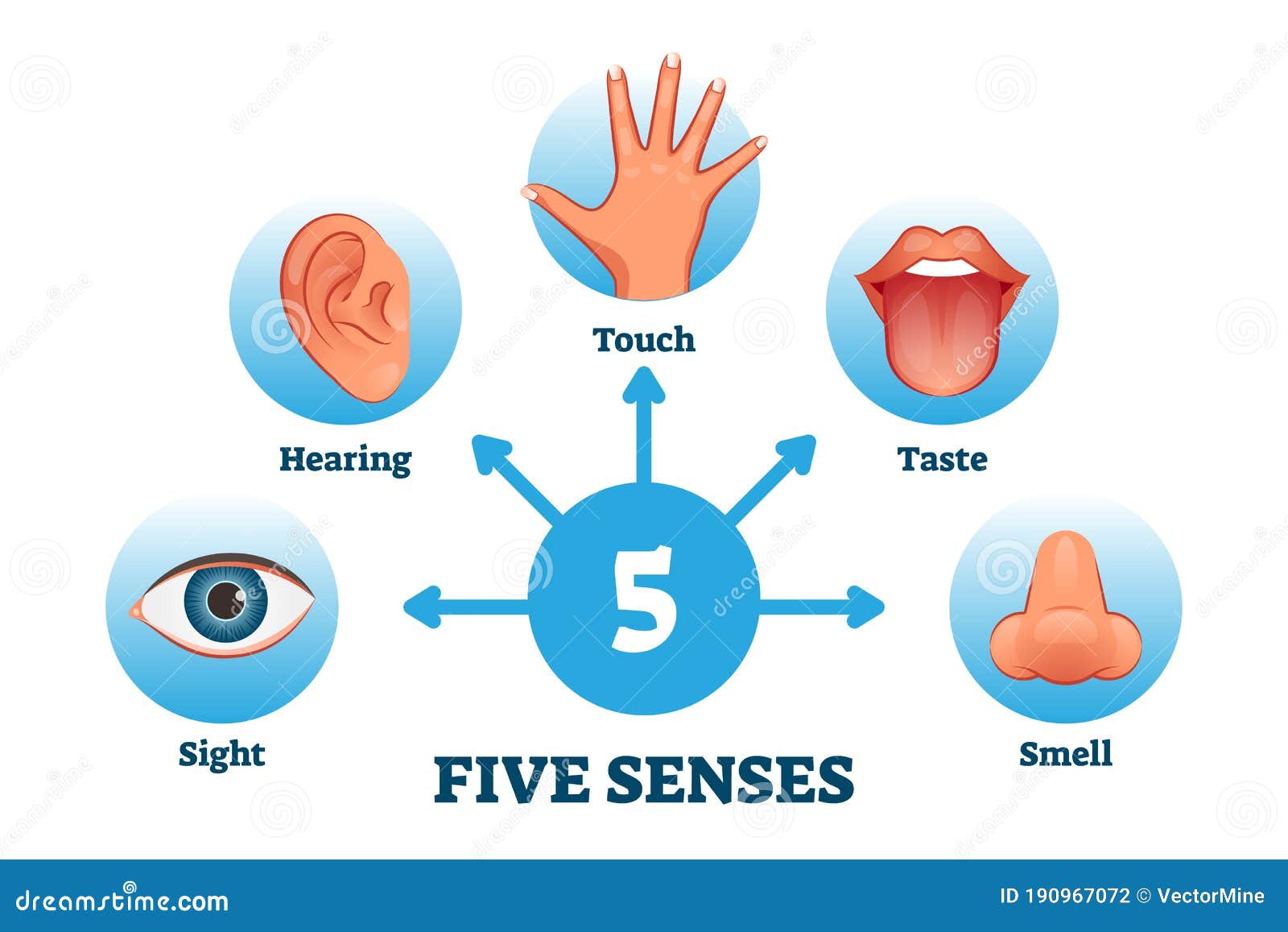 Five Senses Labeled Scheme To Receive Sensory Information Vector ... Five Senses Labeled Scheme To Receive Sensory Information Vector ...