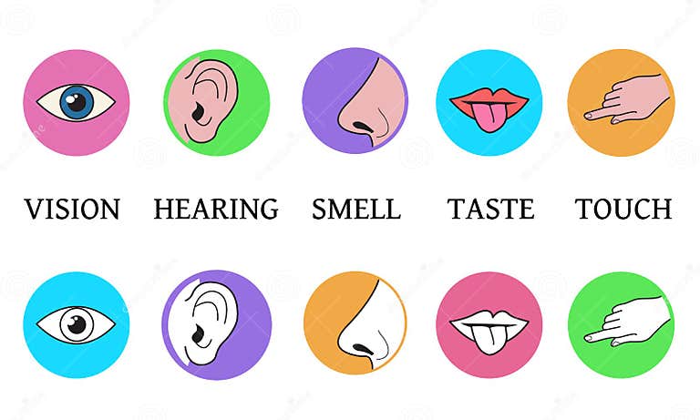 Five Senses Methods of Perception, Taste Vision Touch Smell Hea Stock ...