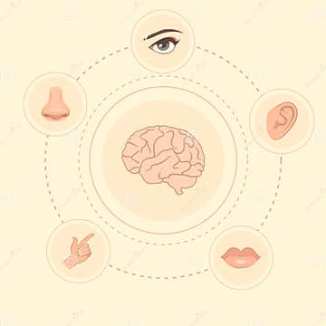 Five senses, stock vector. Illustration of organ, eps10 - 50572377