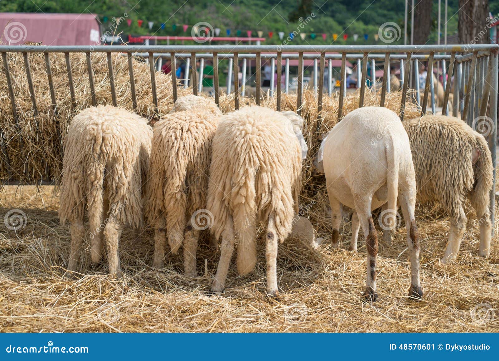 Five Sheep Eating Straw in Farm Stock Image - Image of white ...
