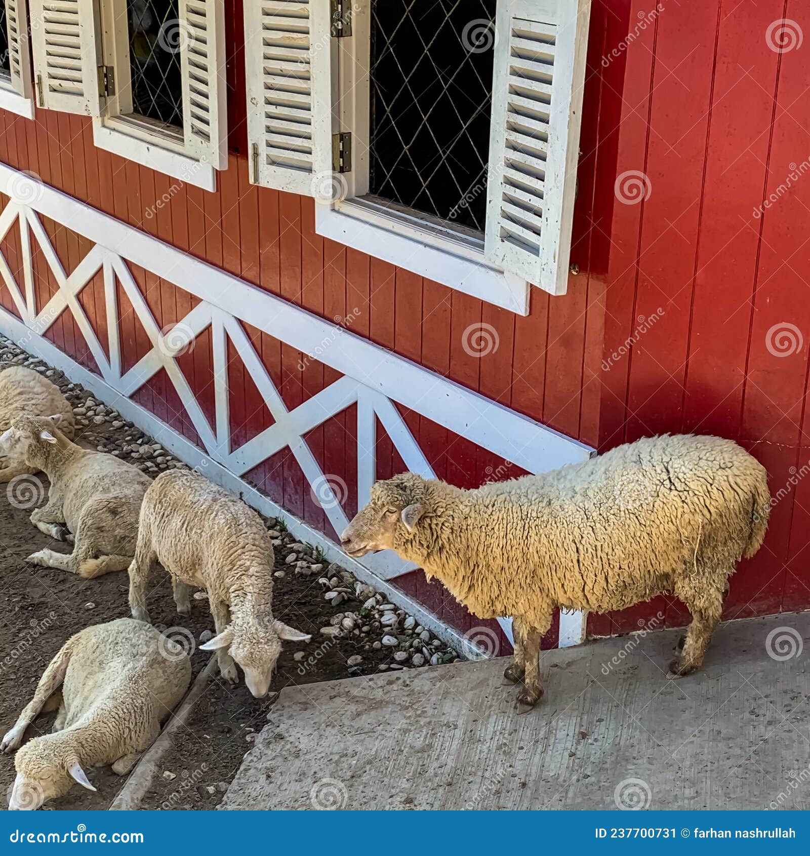 Five Sheep are Resting and Waiting for Lunch Stock Image - Image of ...