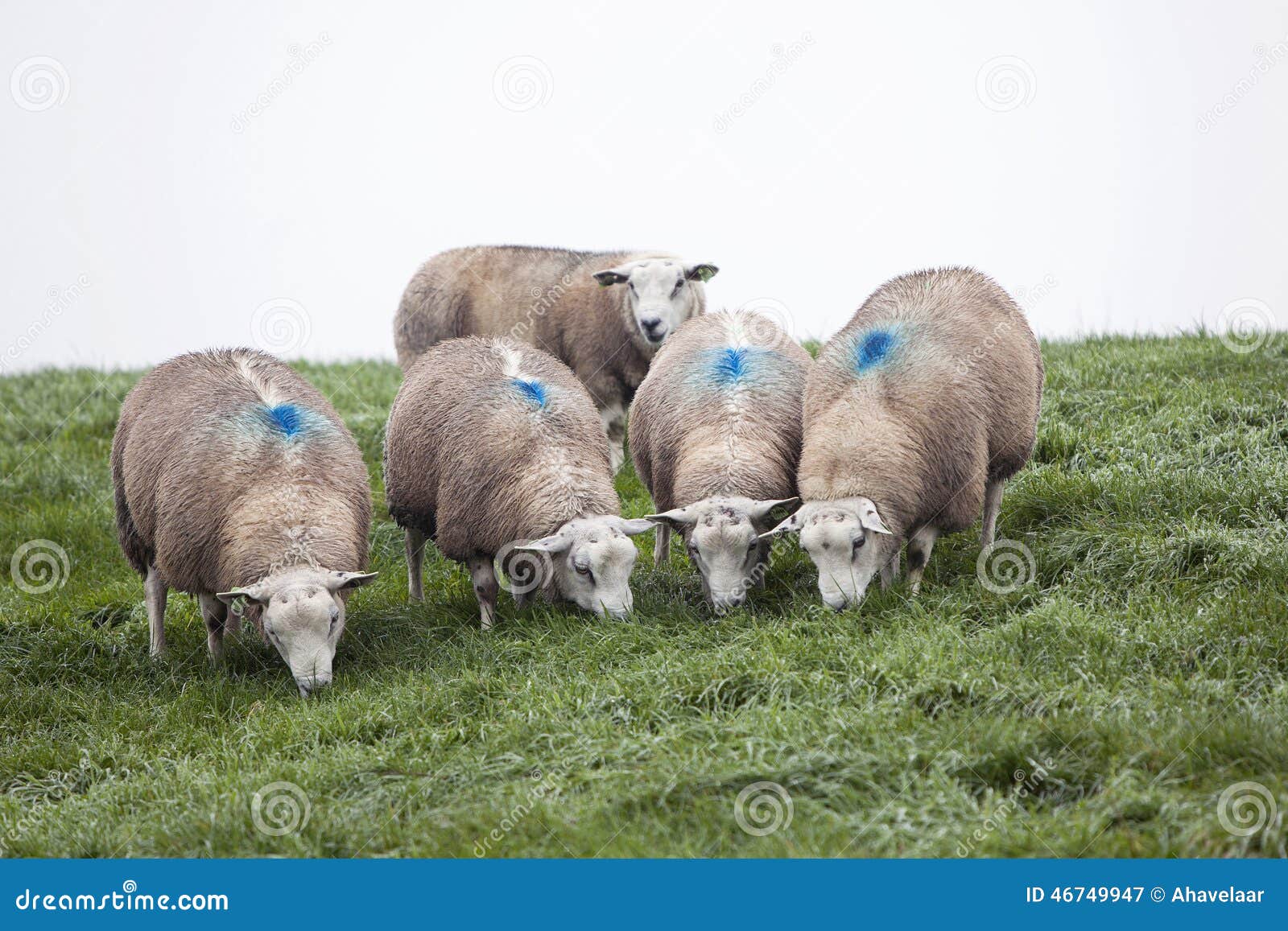 Five Sheep