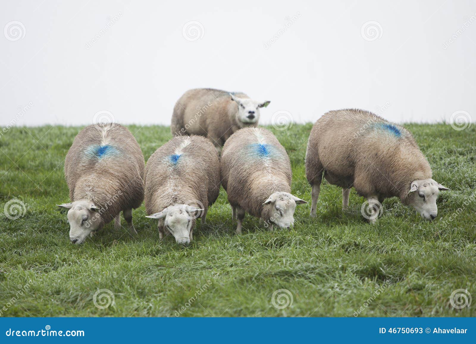 Five Sheep on Grassy in Holland Stock Image - Image of netherlands ...