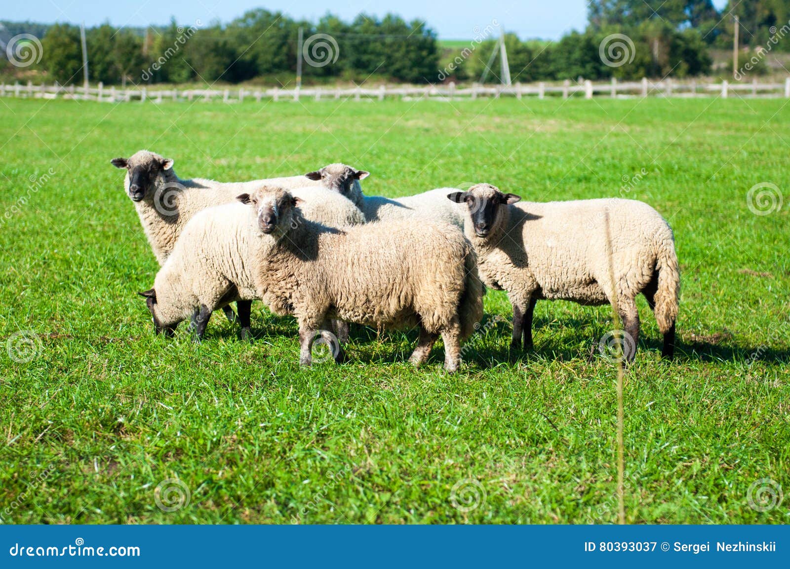 Five sheep stock image. Image of field, farm, summer - 80393037