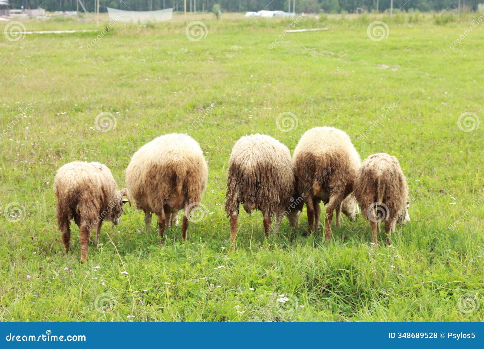 Five sheep stock photo. Image of bovine, goats, herd - 348689528
