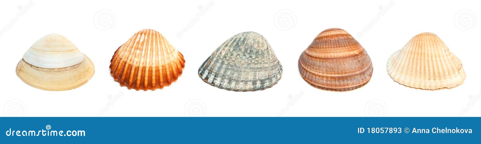 Five shells. stock image. Image of cockleshell, yellow - 18057893