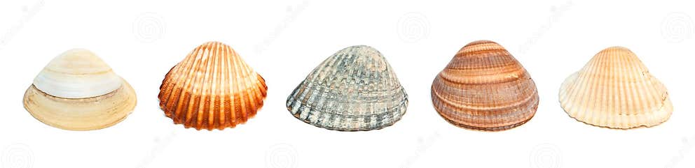Five shells. stock image. Image of cockleshell, yellow - 18057893