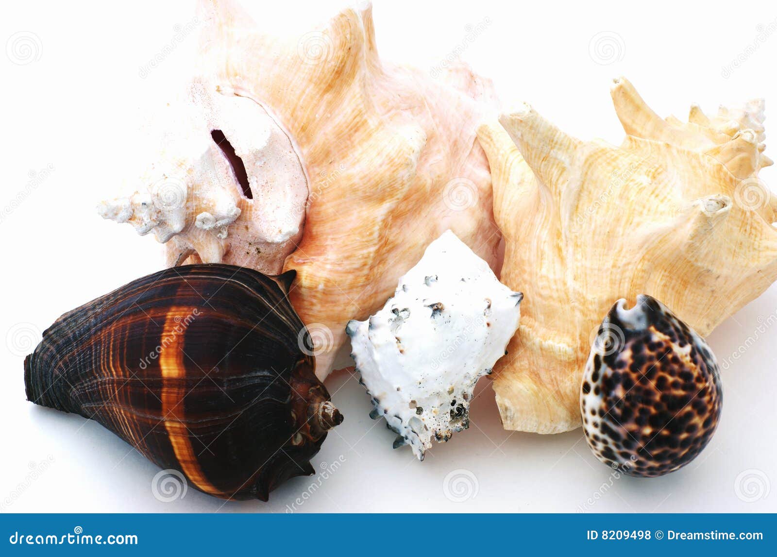 Five shells stock photo. Image of whelk, seashells, large - 8209498