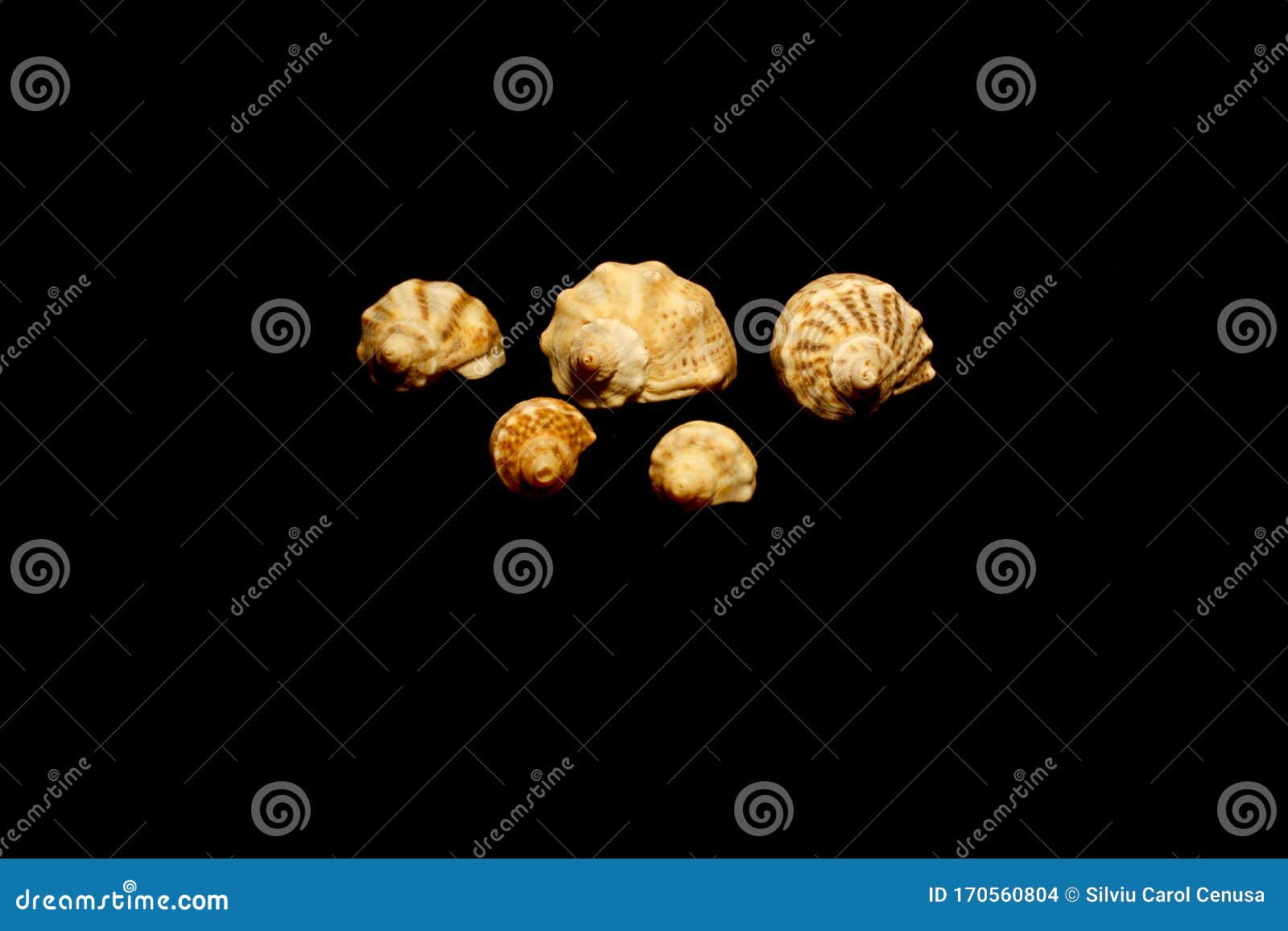 FIve shells on black stock photo. Image of cooking, marine - 170560804
