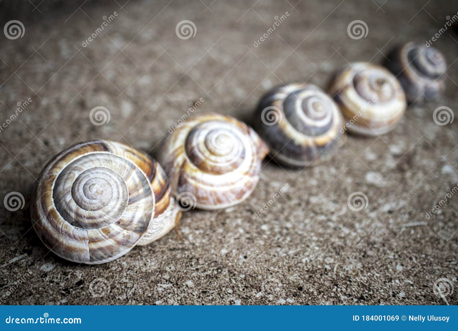 Five Shells of a Garden Snail Arranged Diagonally on a Stone Background ...