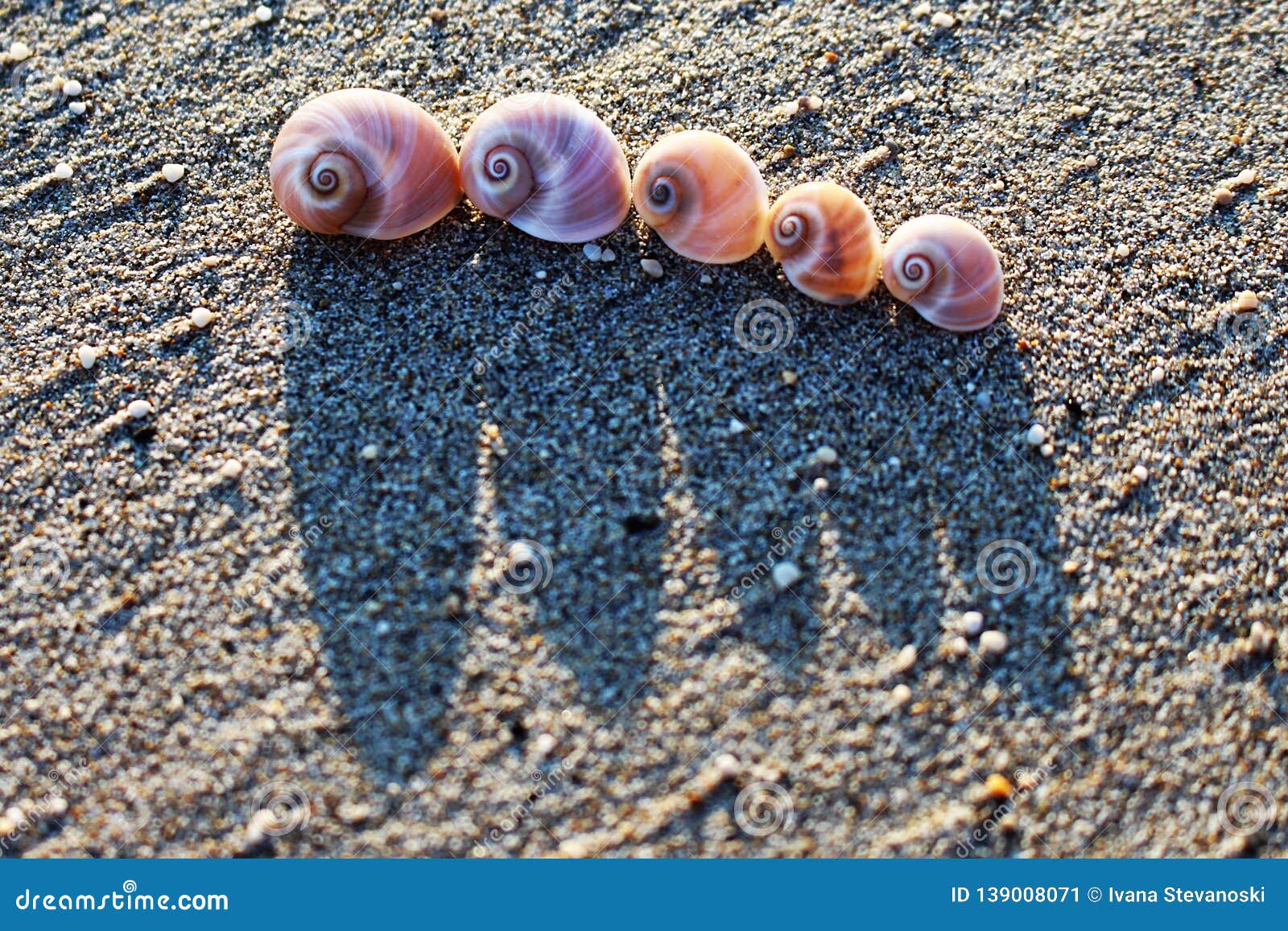 Five Shells of Moon Snail on the Sandy Beach Stock Image - Image of ...