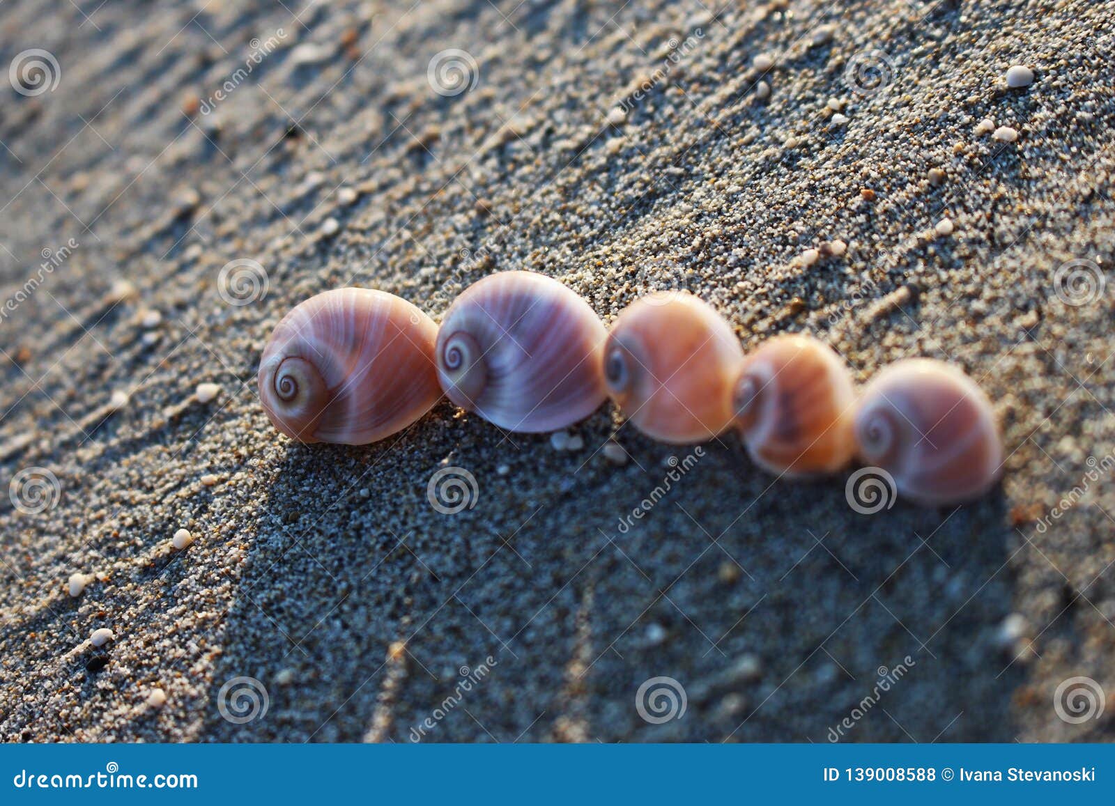 Five Shells of Moon Snail on the Sandy Beach Stock Photo - Image of ...