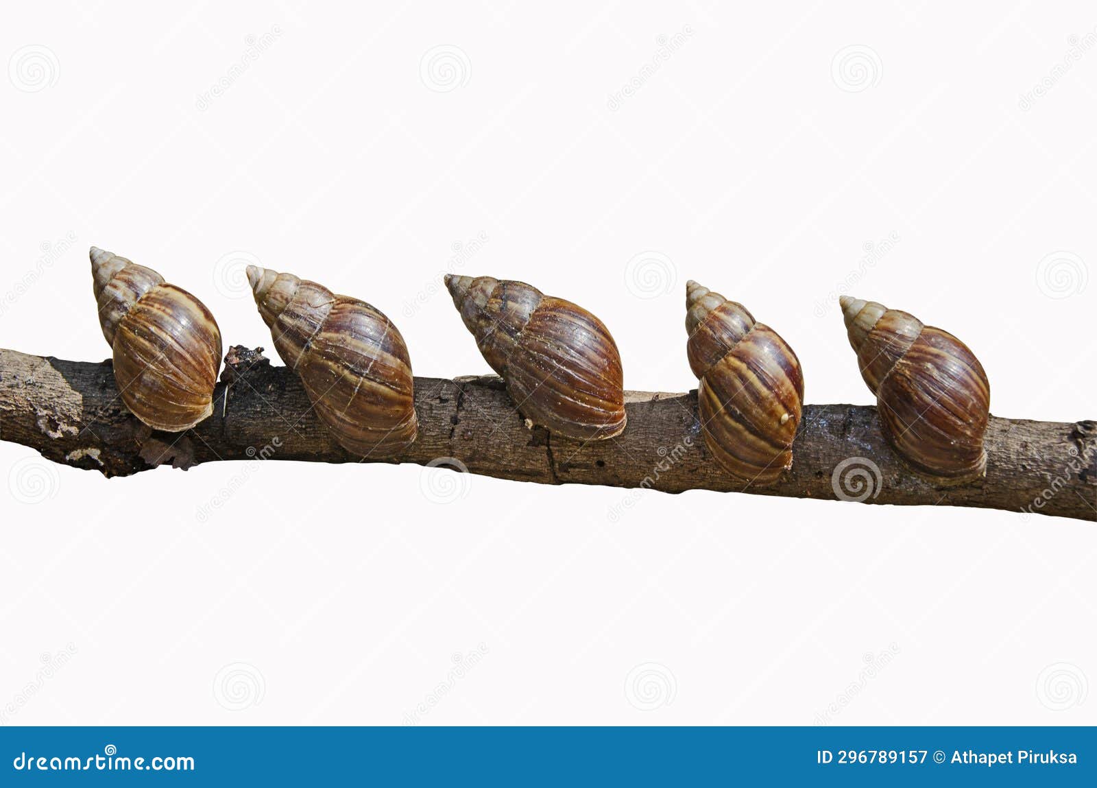 Five Snails Arranged on Dead Branch on White Background Stock Image ...