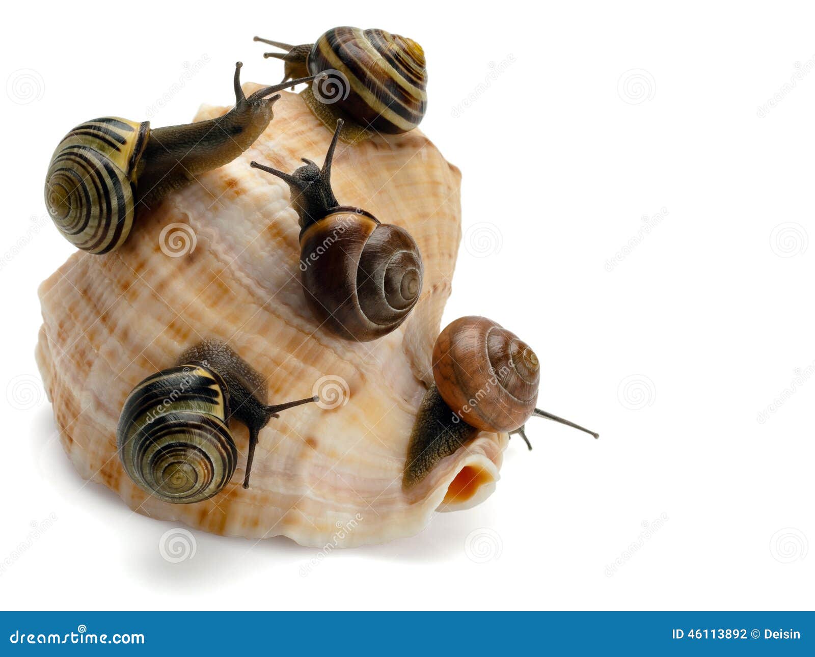 Five Snails and Sea Cockleshell Stock Photo - Image of close, mollusk ...