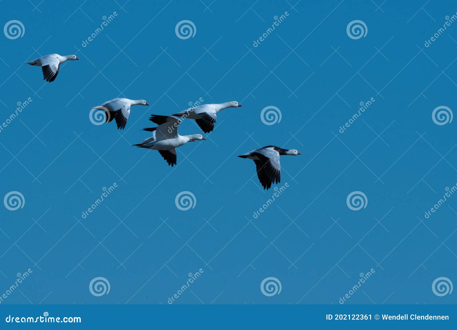 Five Snow Geese Flying Overhead in a Clear Blue Sky Stock Image - Image ...