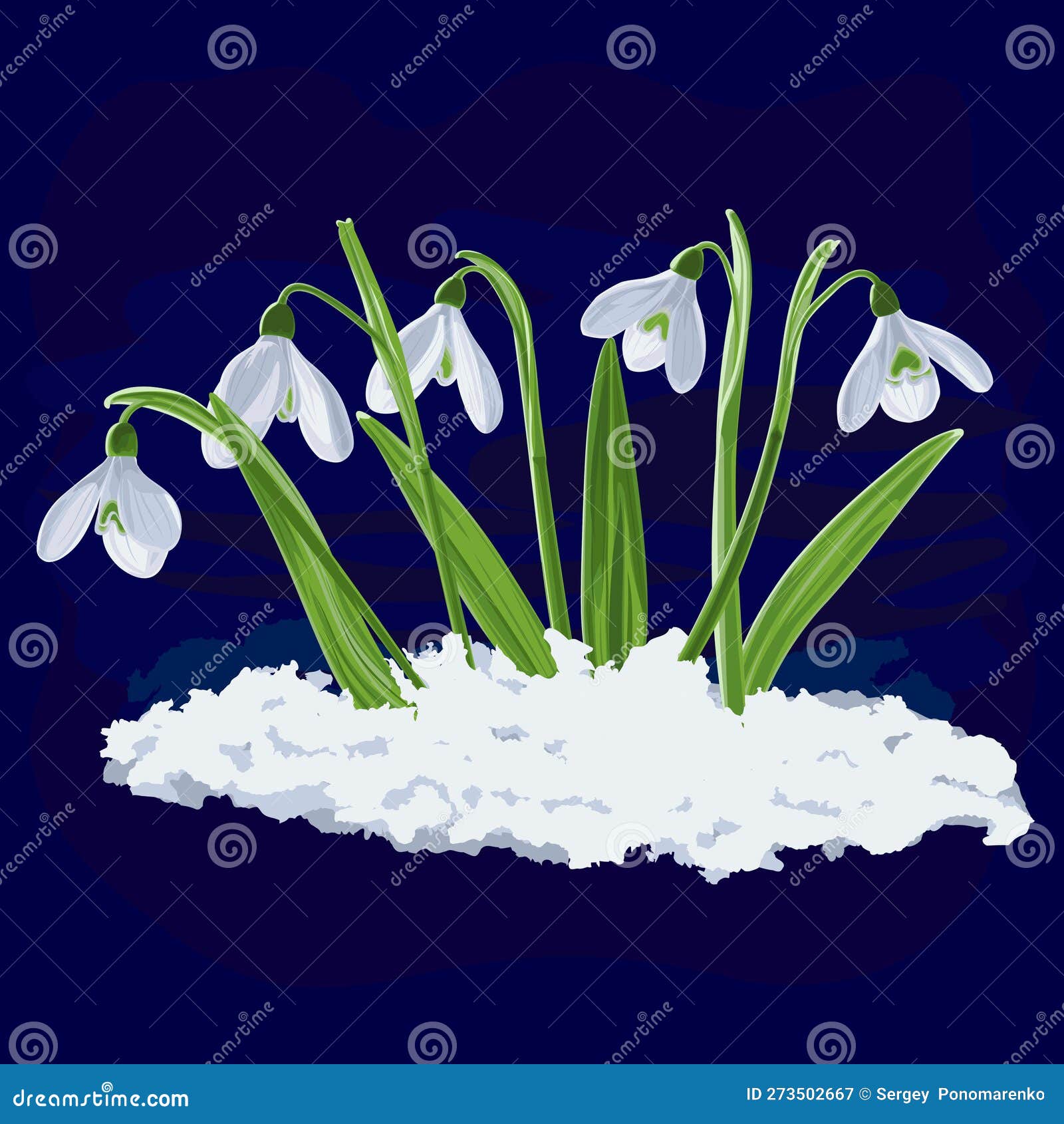 Vector Illustration of Five Shoots of Snowdrops in Snow on Dark ...
