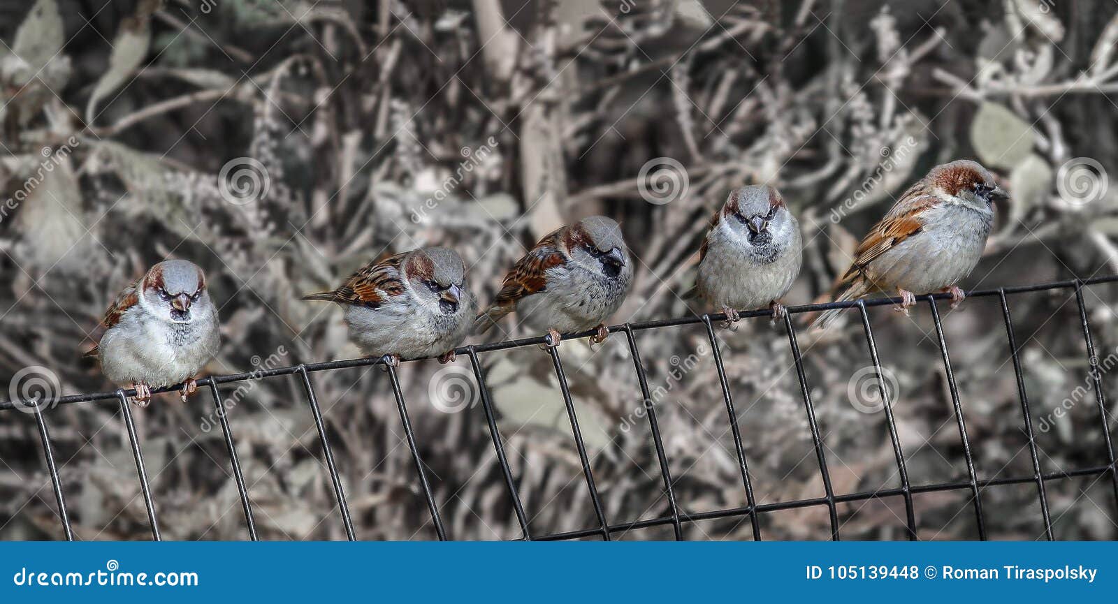Five sparrows stock photo. Image of nature, perched - 105139448