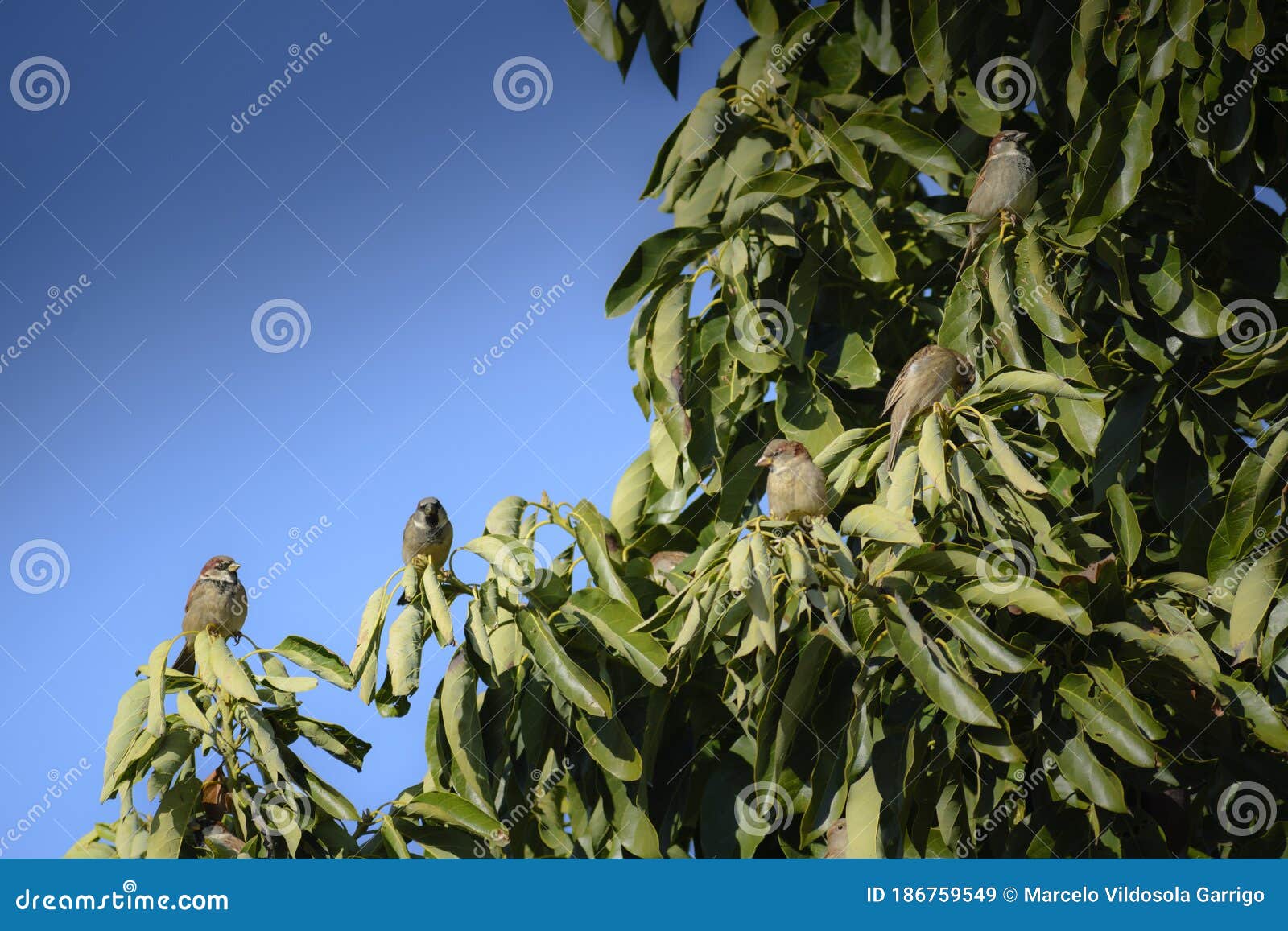 Sparrows Lined Up on the Tree Stock Image - Image of wild, birds: 186759549