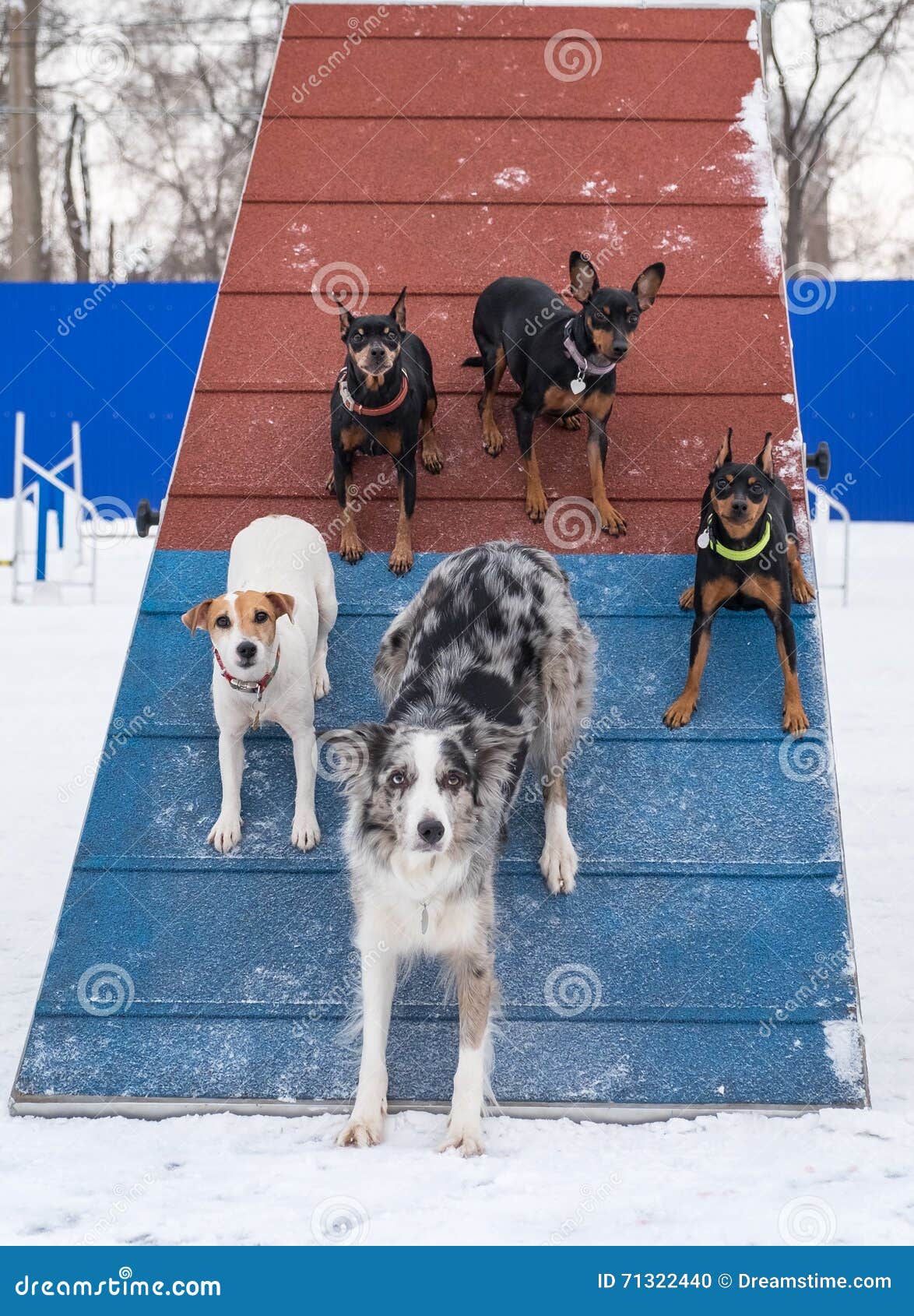Five Sporting Dogs on Agility a-frame Stock Photo - Image of agility ...
