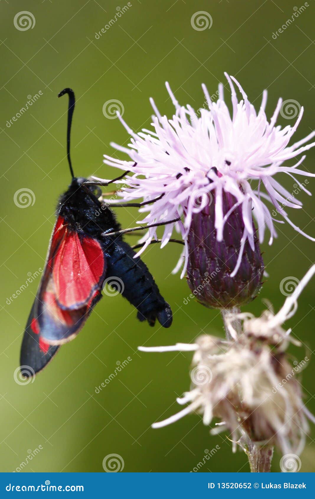 Five-spot burnet stock photo. Image of nature, detail - 13520652