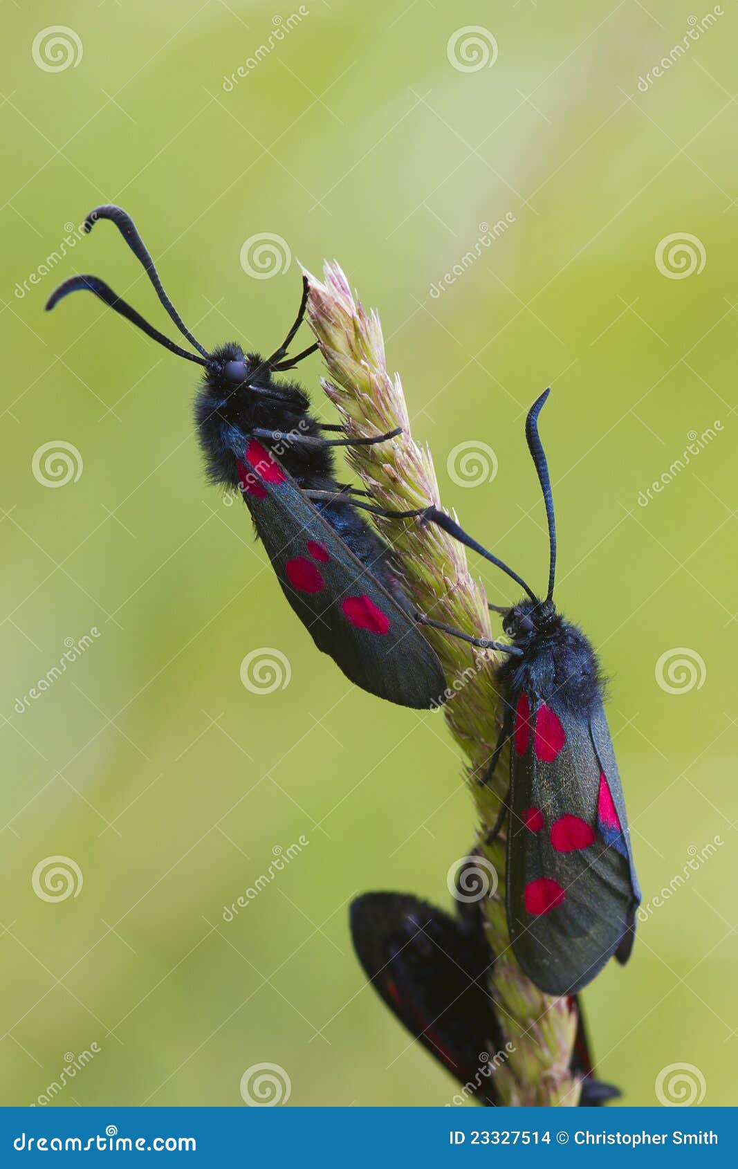 Five spot burnet stock photo. Image of black, mating - 23327514