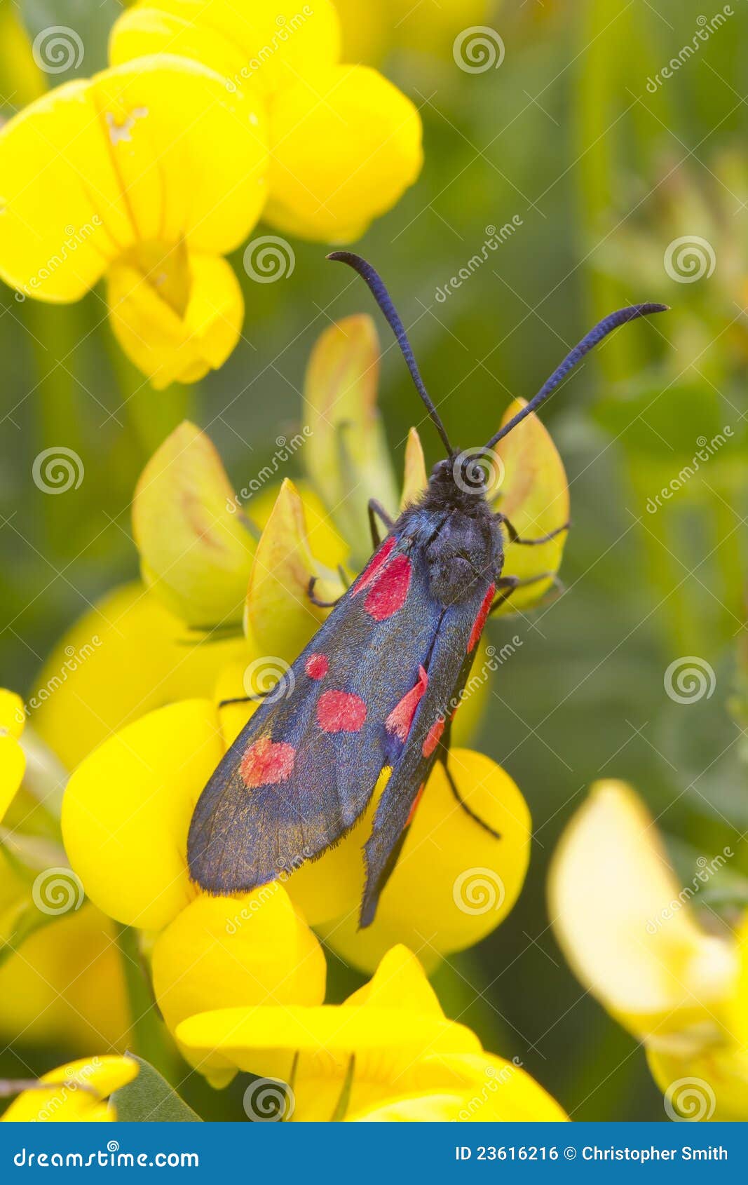 Five spot burnet stock photo. Image of narrow, grass - 23616216