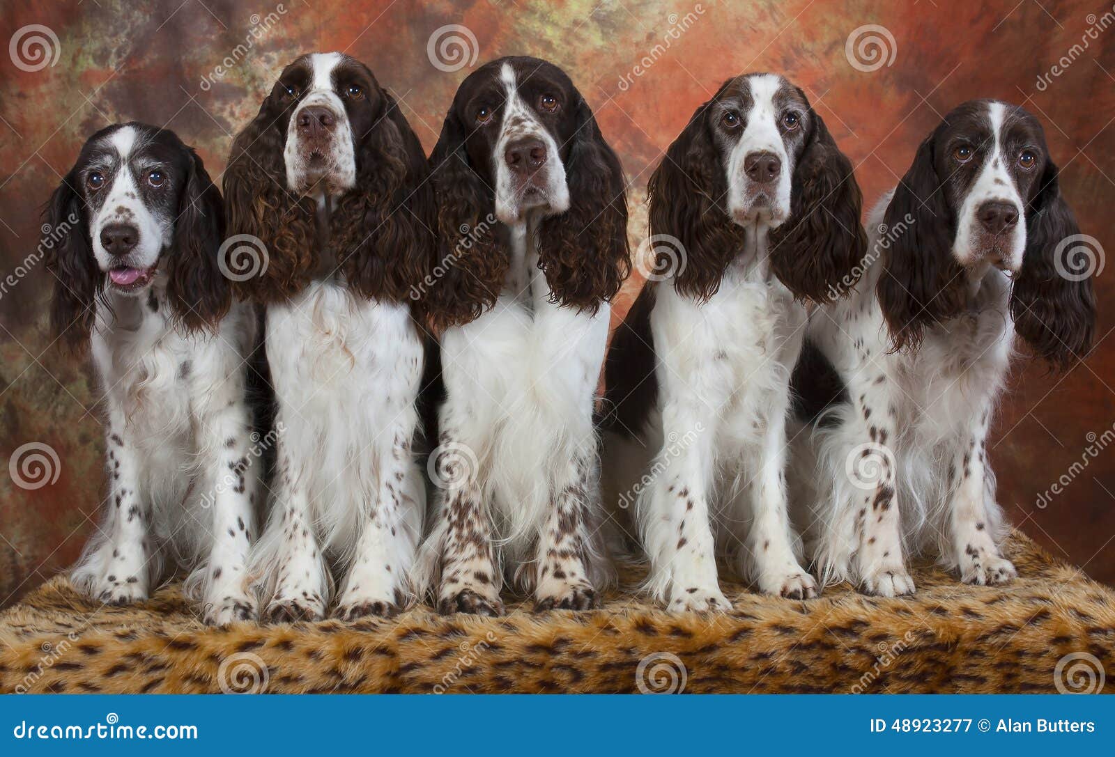 Five springer spaniels stock image. Image of loyalty - 48923277