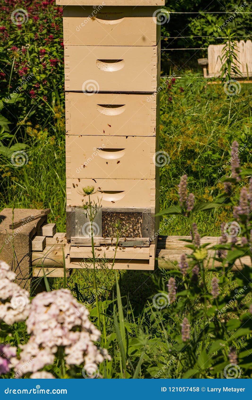 Honeybees Entering Hive. Bee Family At The Entrance To The Hive. Bees ...