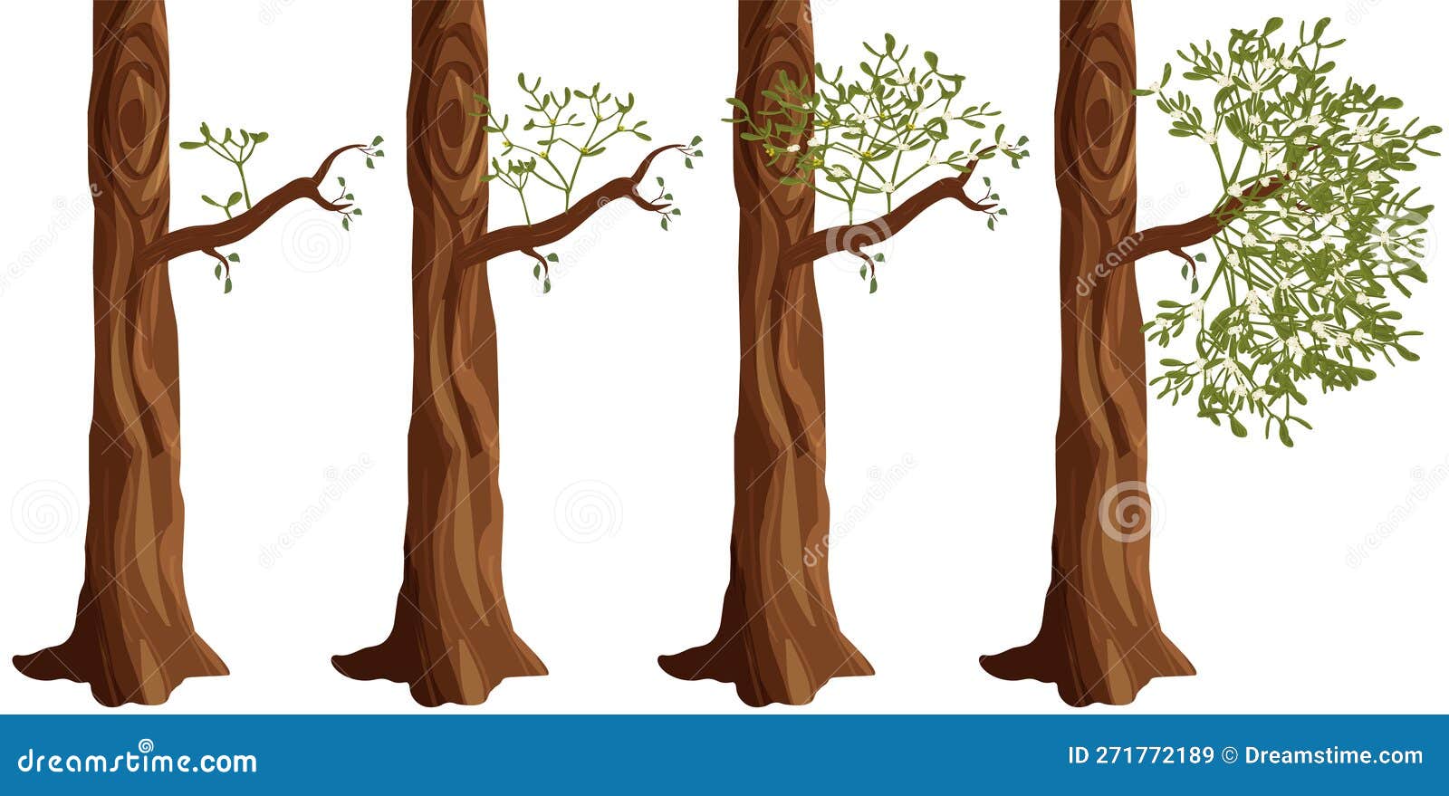Five Stages of Mistletoe Growth on Tree Stock Vector - Illustration of ...