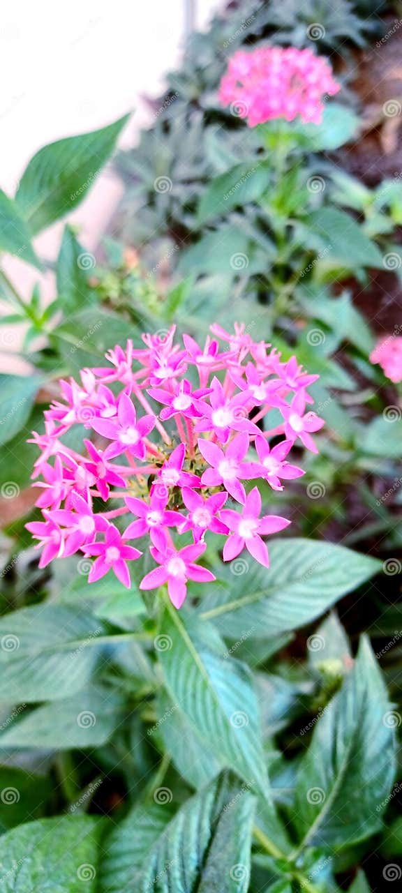 Five star flower stock photo. Image of flower, herb - 281916706