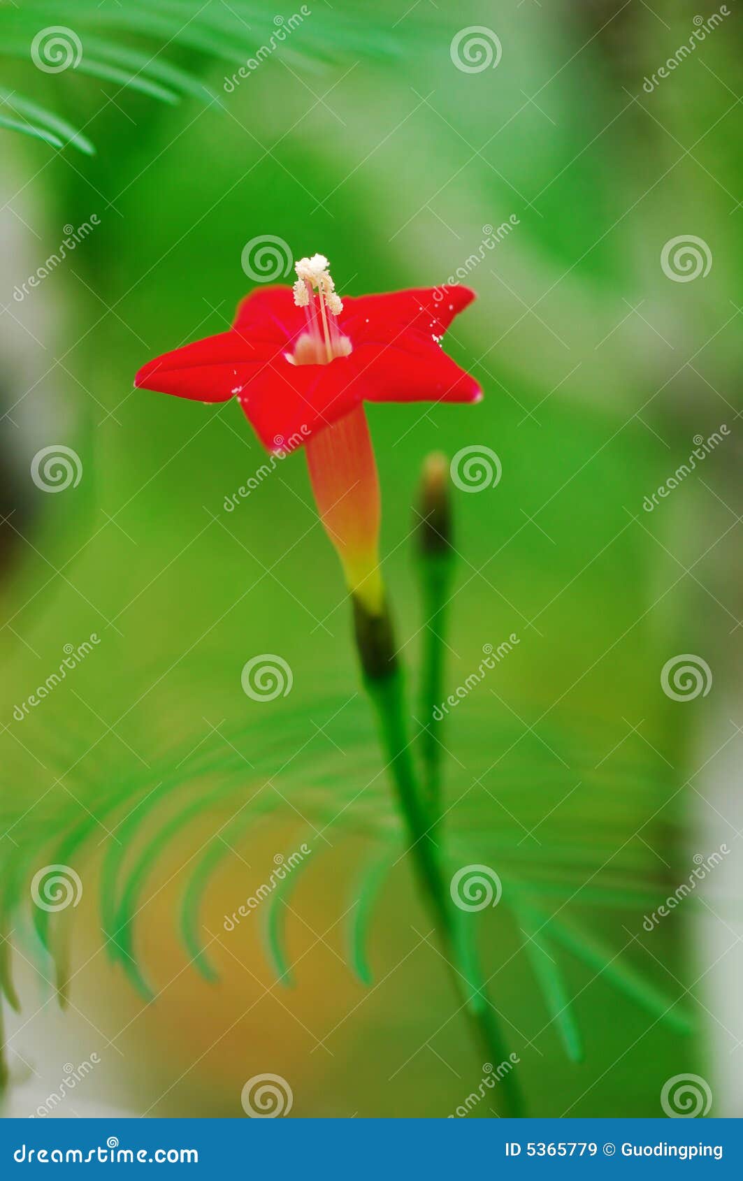 Five-star flower stock image. Image of star, leaves, plant - 5365779