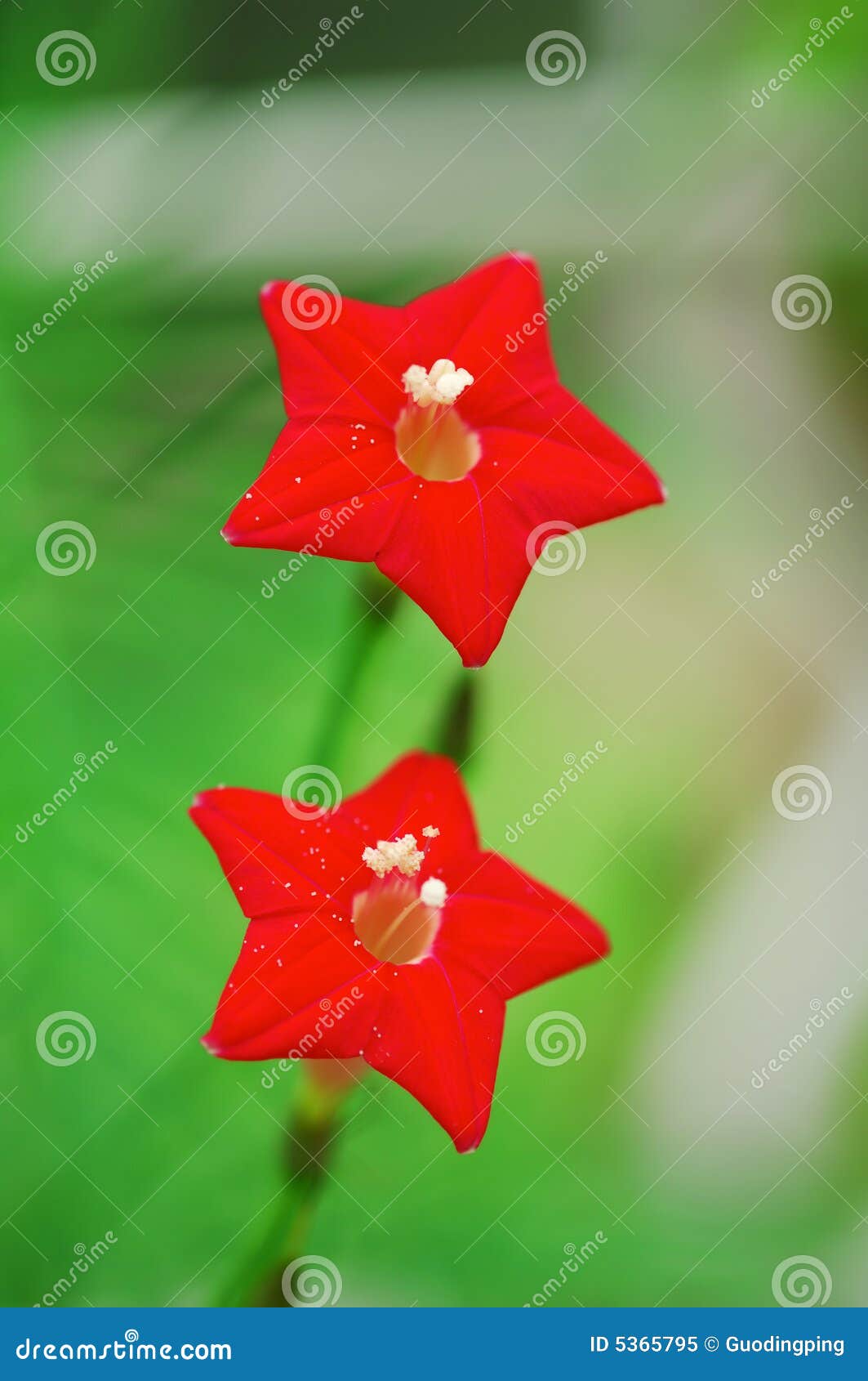 Five-star flower stock image. Image of fancy, macro, stamen - 5365795