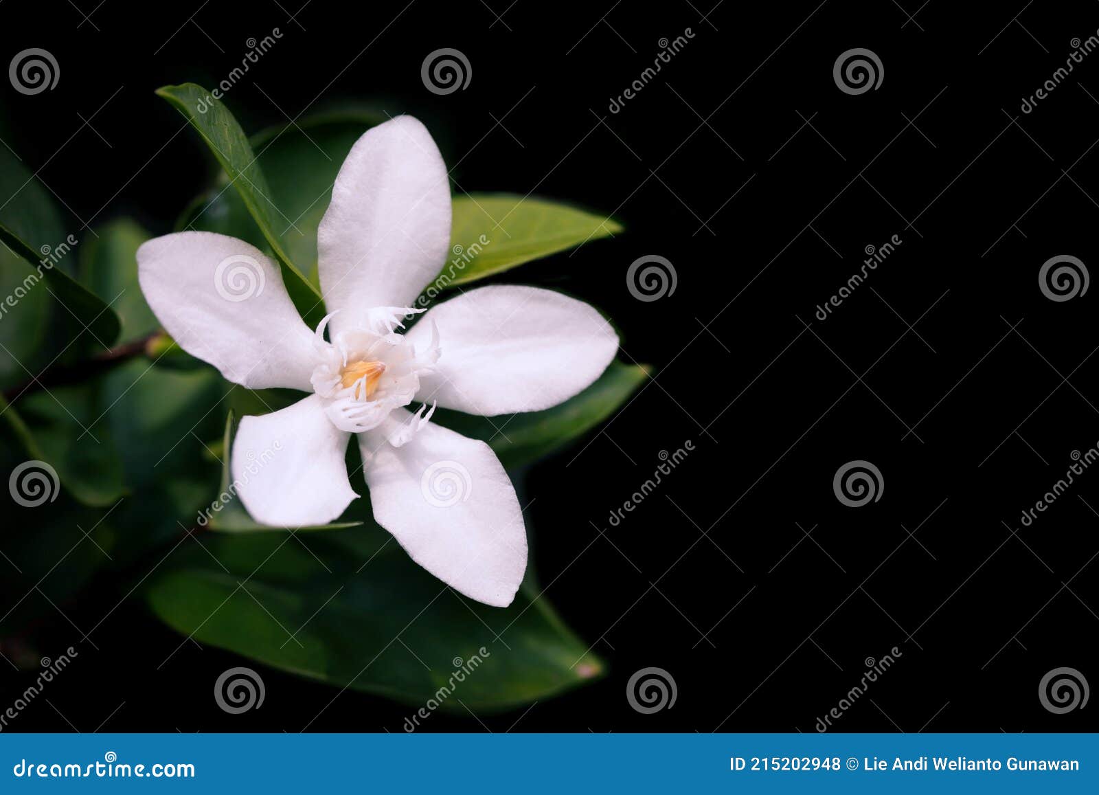 Five Star Jasmine Flower stock photo. Image of gardening - 215202948