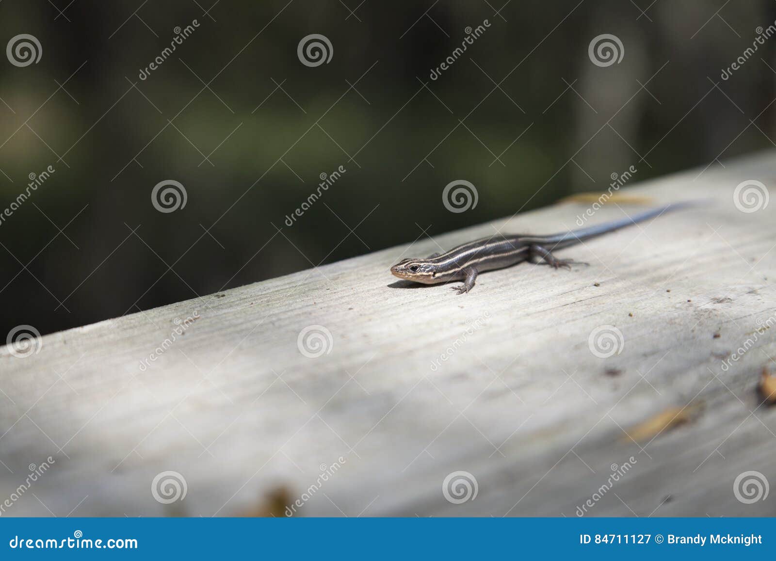 Five-Stripped Skink stock image. Image of ecology, herps - 84711127