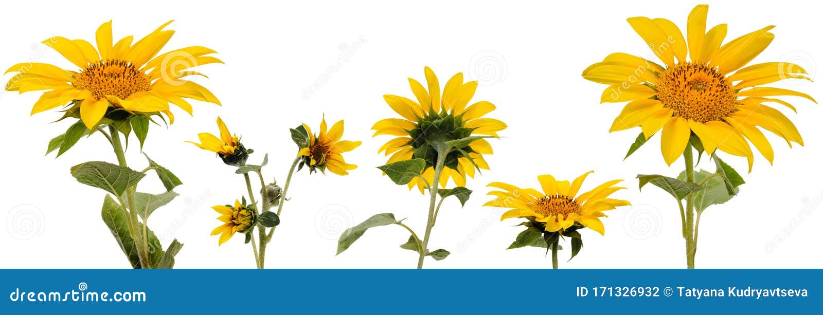 Five Sunflower Flowers on Stems at Various Angles on White Background ...