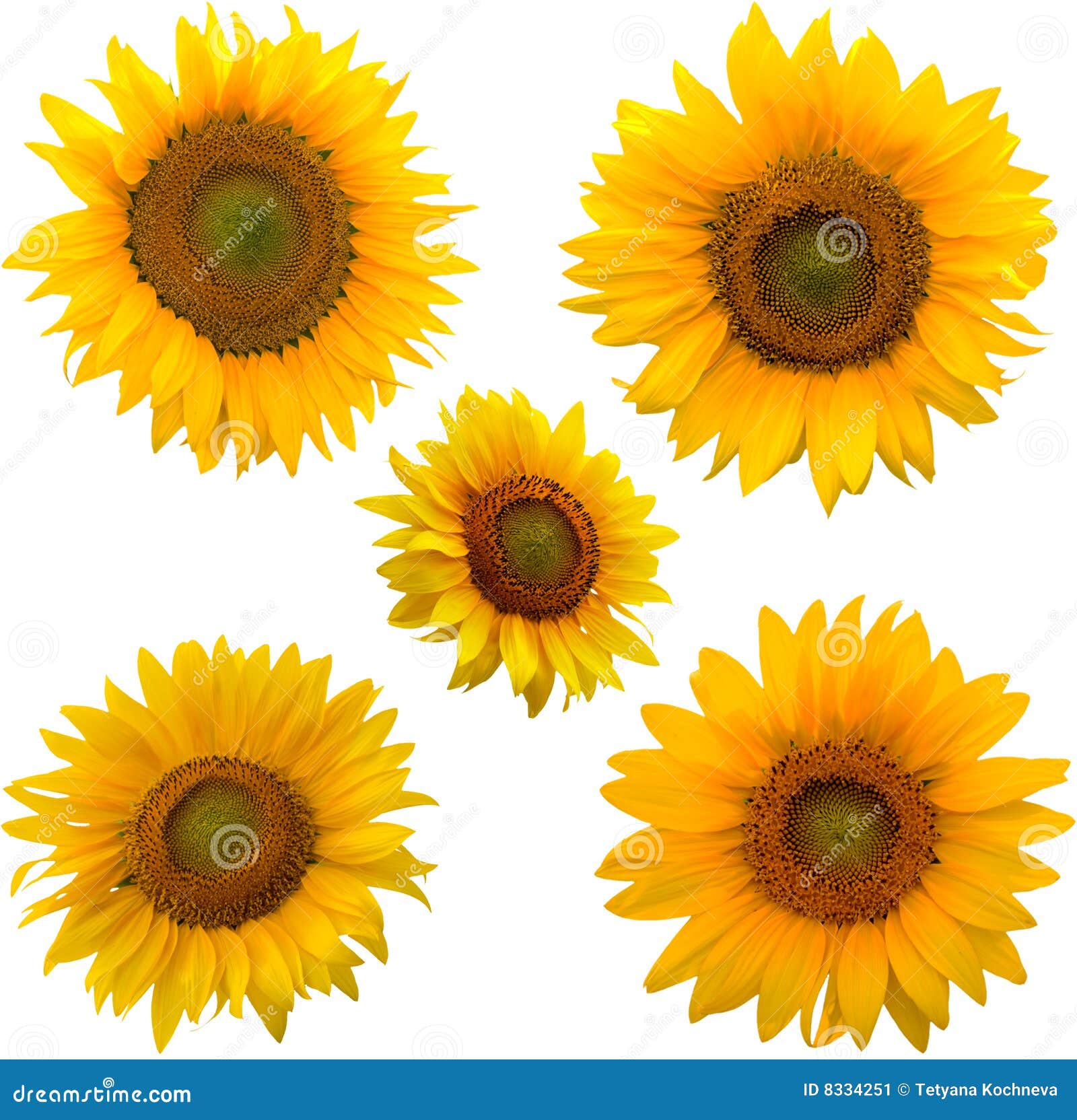 106 Five Sunflowers Photos - Free & Royalty-Free Stock Photos from ...